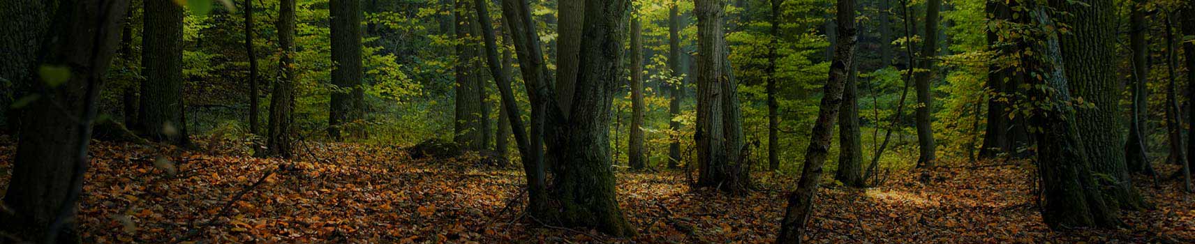 Pierre grise Lithothérapie